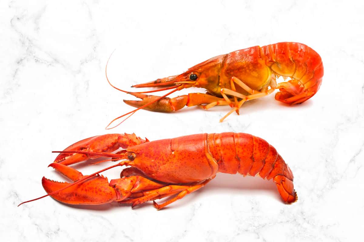 Langosta vs. Bogavante: Guía técnica para chefs que buscan la excelencia